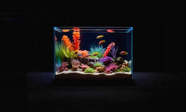 What is Nano Aquarium? The Beauty Of Small-Scale Aquatic Worlds ...
